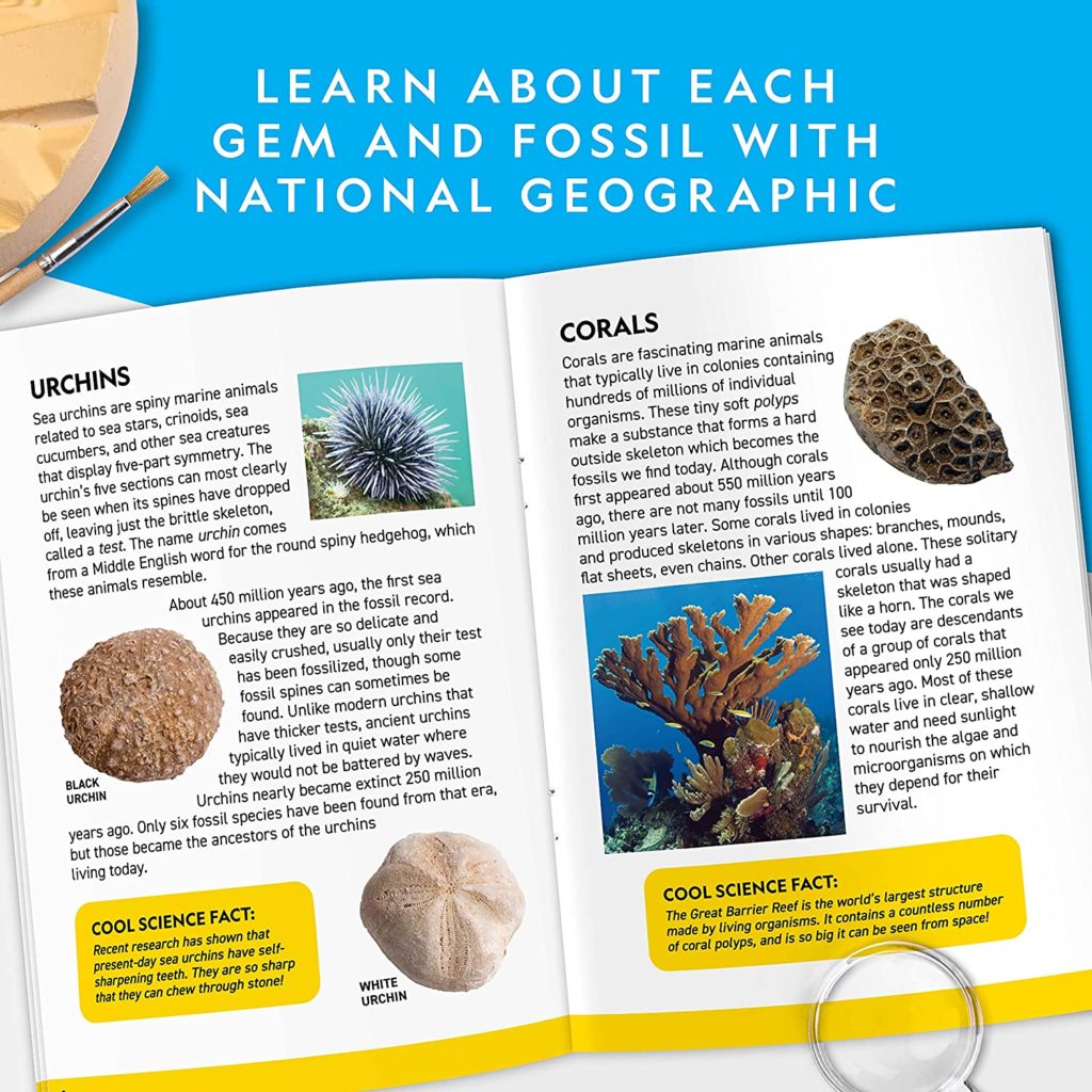 NATIONAL GEOGRAPHIC Mega Fossil and Gemstone Dig Kits | Think Blue Marble