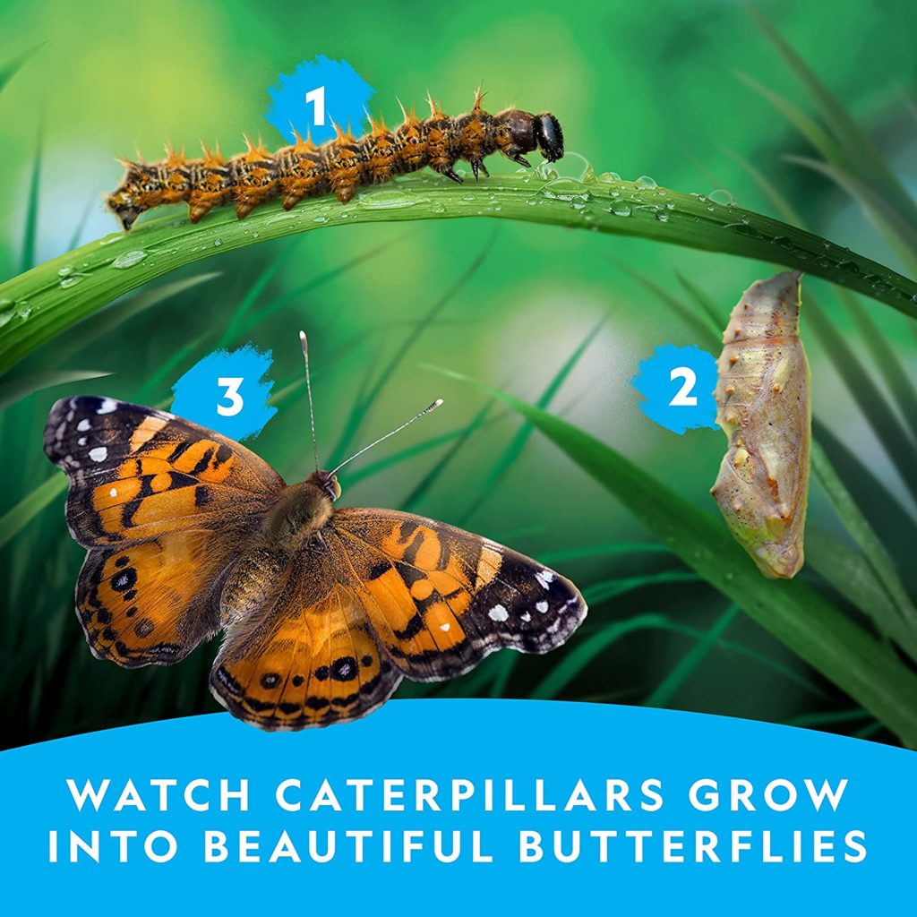 NATIONAL GEOGRAPHIC Butterfly Growing Kit | Think Blue Marble