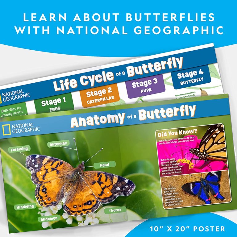 NATIONAL GEOGRAPHIC Butterfly Growing Kit | Think Blue Marble