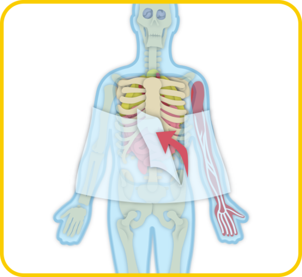 National Geographic Human Anatomy Kit | Think Blue Marble