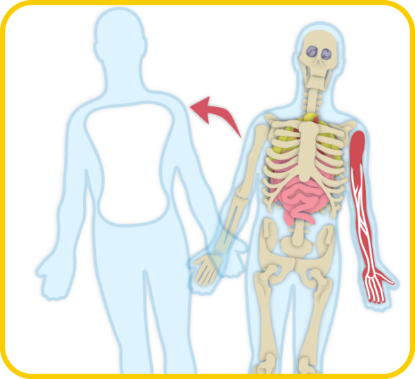 National Geographic Human Anatomy Kit | Think Blue Marble
