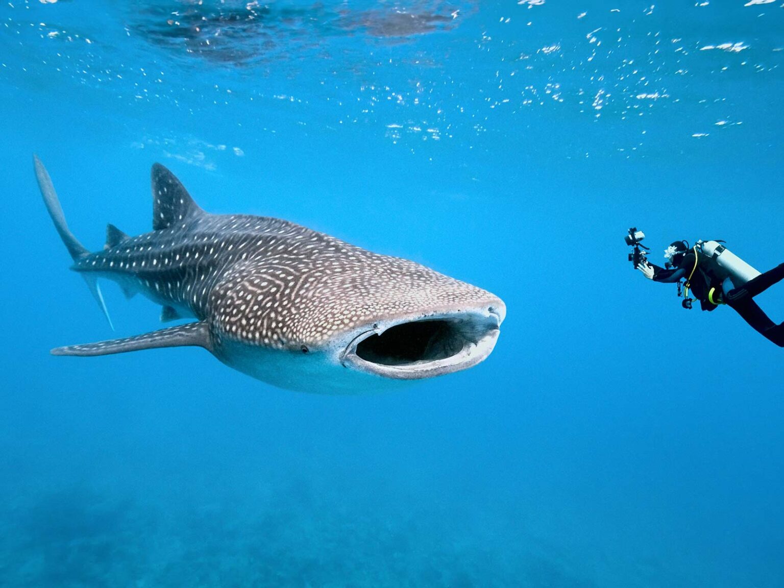 Whale Sharks: Gentle Giants of the Sea | Think Blue Marble