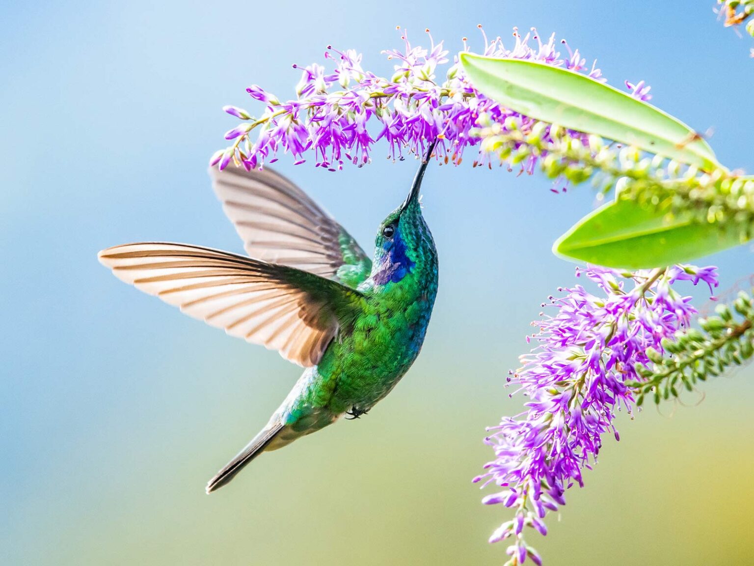 All About Hummingbirds | Think Blue Marble